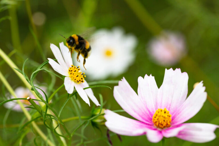 Why Do Bees Follow Me Spiritual Meaning: 9 Signs