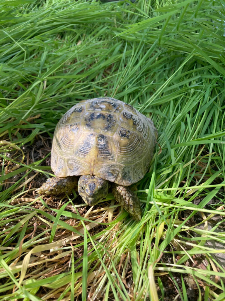 9 Meanings of a Turtle Crossing Your Path: It’s Good Luck?