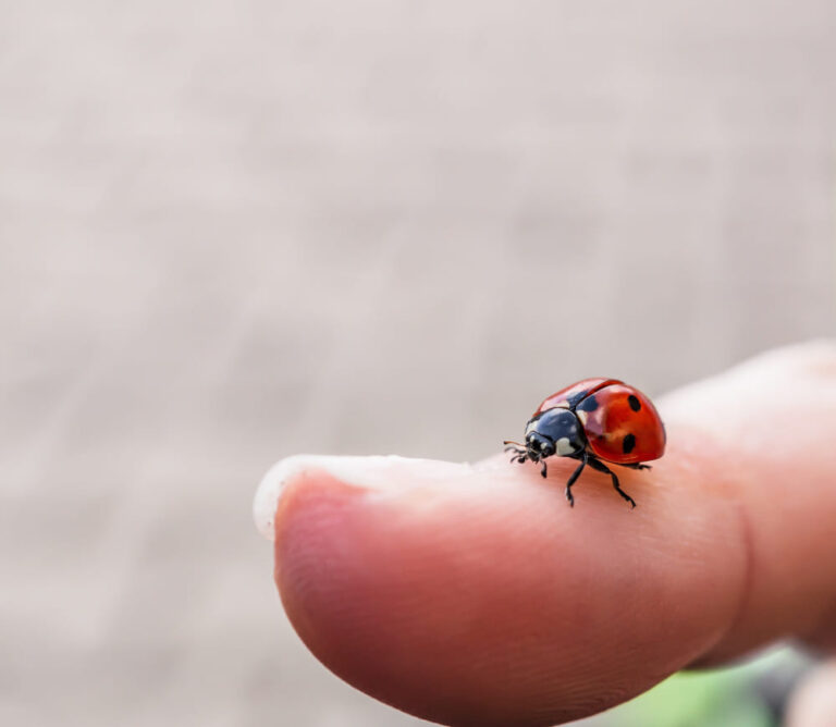 Red Ladybug in House Spiritual Meaning: 9 Messages