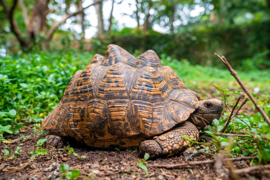 9 Meanings of a Turtle Crossing Your Path: It’s Good Luck?