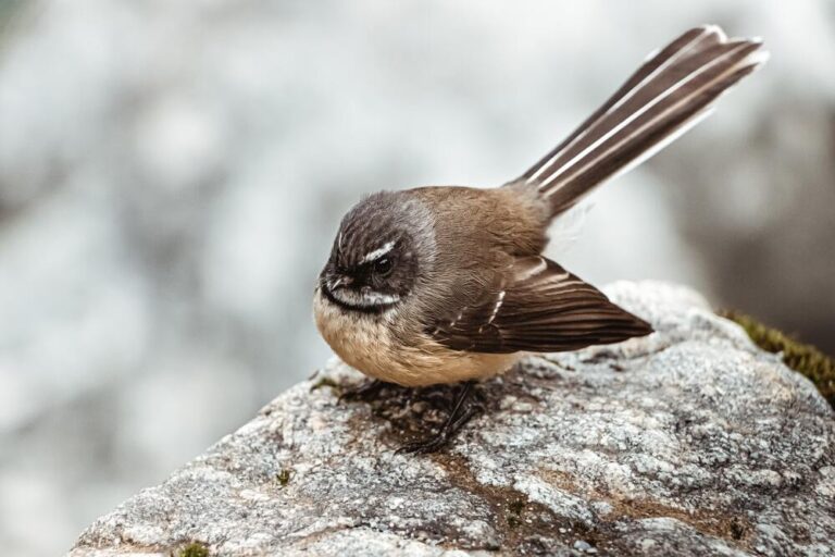 9 Fantail Bird Spiritual Meanings: It’s a Good Luck Sign?
