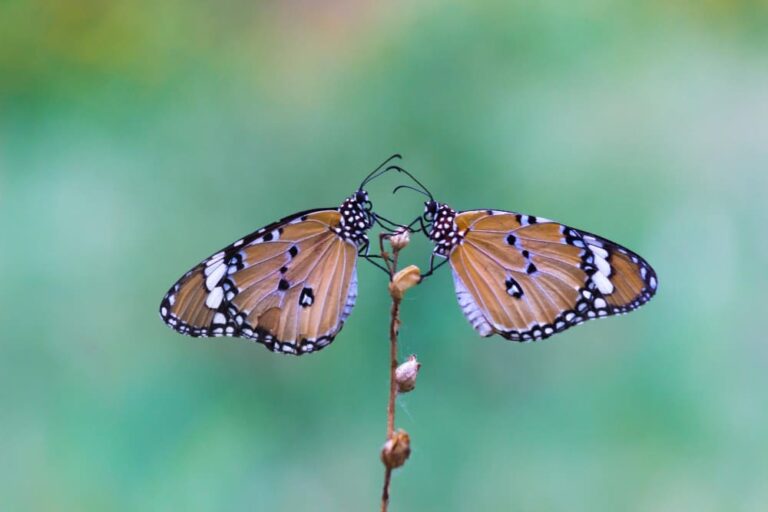 2 Butterflies Flying Together Spiritual Meaning: It’s Good?