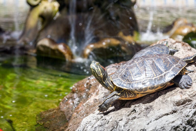 9 Meanings of a Turtle Crossing Your Path: It’s Good Luck?