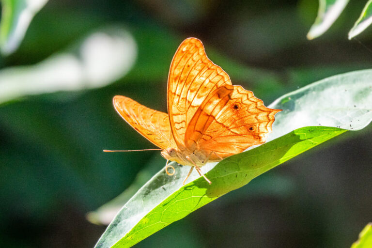 When A Butterfly Visits You: What Does It Mean? 7 Signs