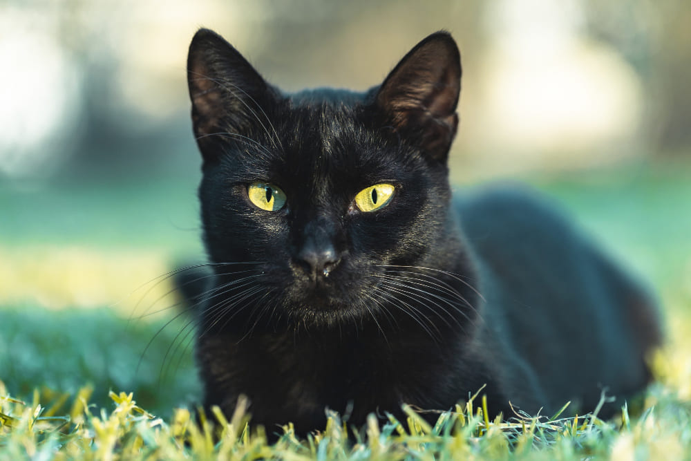 Are Black Cats Spiritual Protectors? 7 Spiritual Signs!
