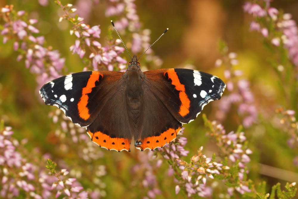 Red Admiral Butterfly Meaning: 8 Spiritual Signs