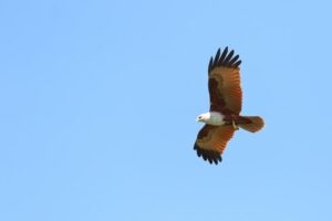 Bird Flying Over Your Head Meaning: 7 Spiritual Signs