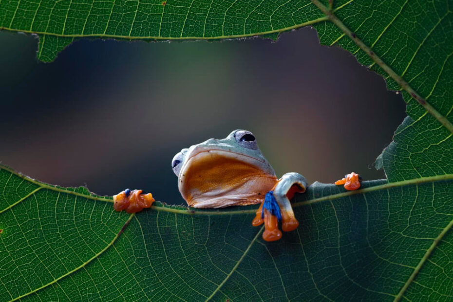Are Frogs a Sign of Death? Symbolism and Spiritual Meaning