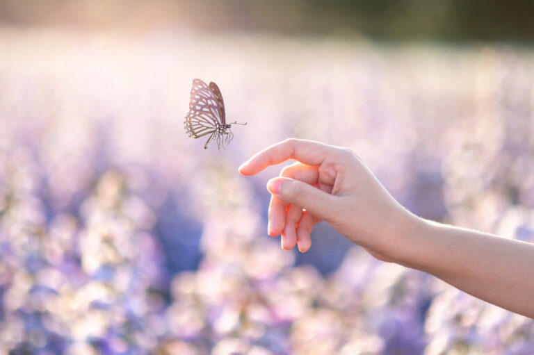 What Does It Mean When A Butterfly Follows You? 7 Signs