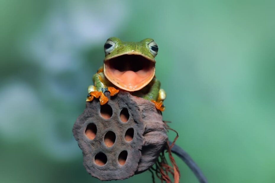 Are Frogs a Sign of Death? Symbolism and Spiritual Meaning