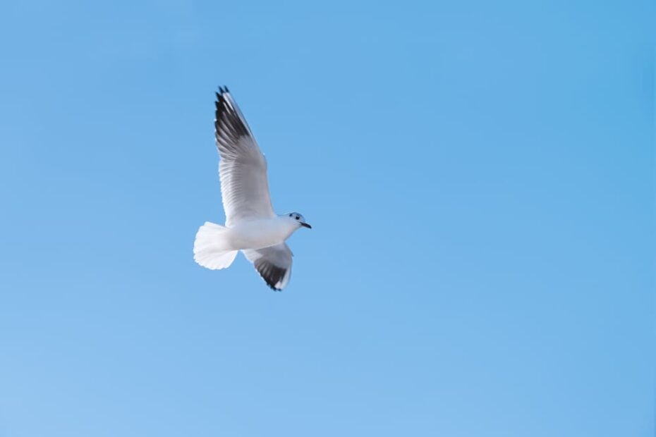Bird Flying Over Your Head Meaning: 7 Spiritual Signs