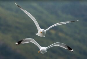 Two Birds Flying Together Spiritual Meaning: Black or White?