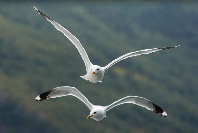 Two Birds Flying Together Spiritual Meaning: Black or White?