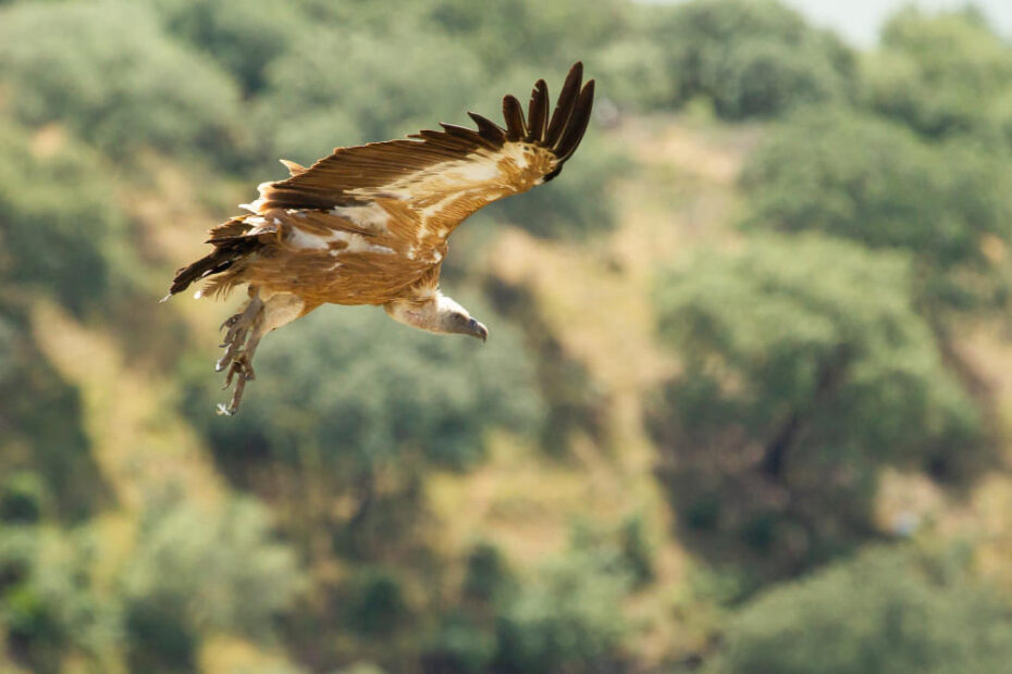 Seeing 2, 3, 4, 5, and 7 Eagles Flying Together Meaning