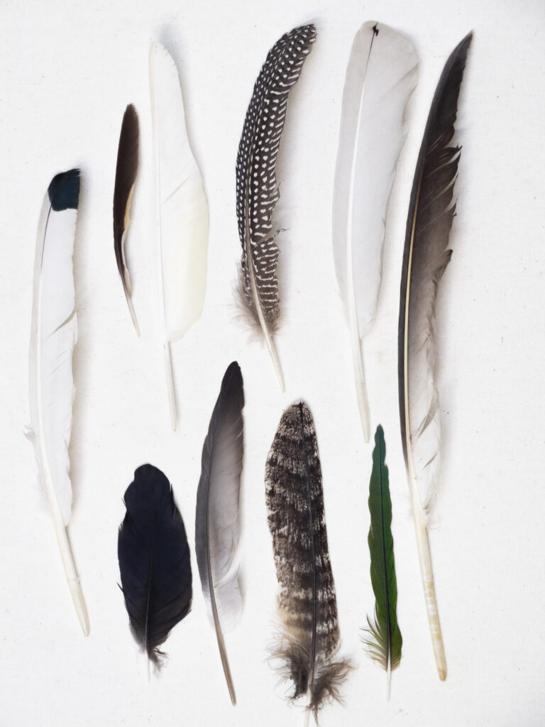 Finding a Black Feather Spiritual Meaning: 9 Signs