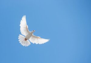 Bird Flying Over Your Head Meaning: 7 Spiritual Signs