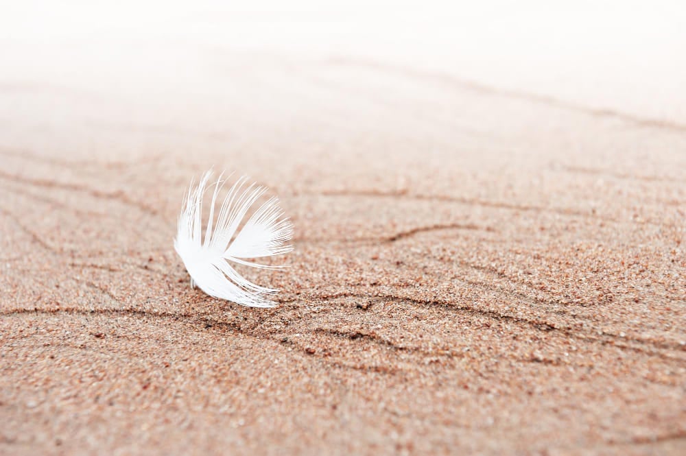 Small White Feather Meaning: 7 Spiritual Messages for You