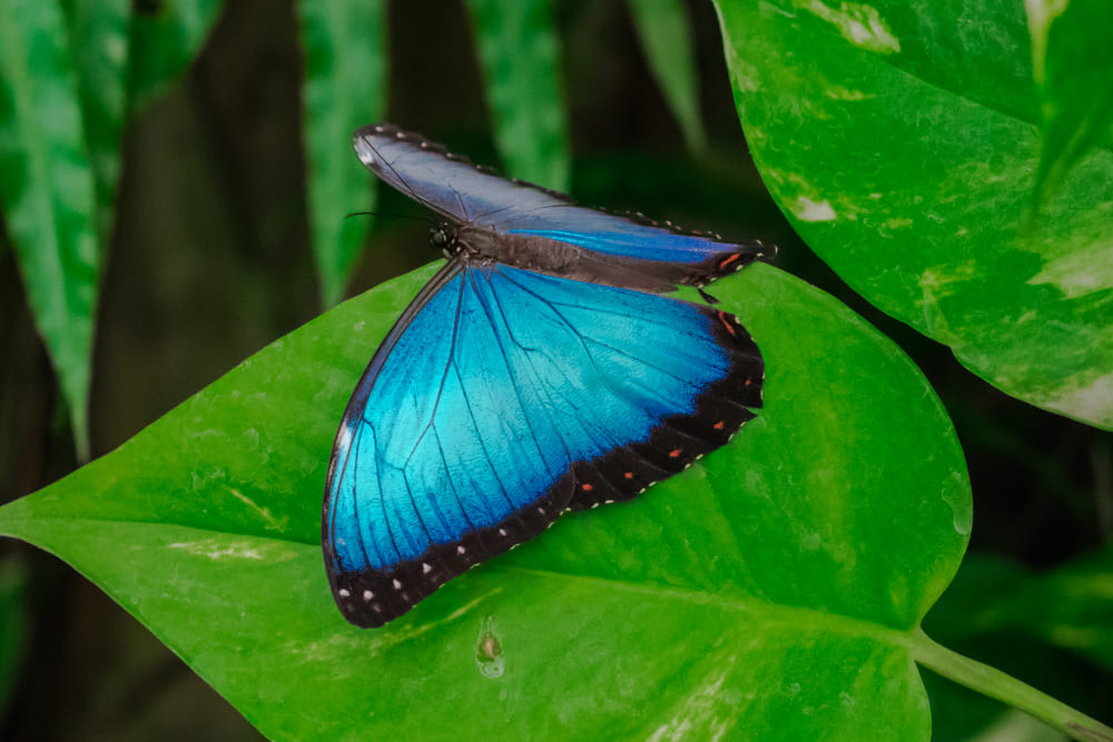 Blue Monarch Butterfly Meaning 9 Spiritual Signs blue-monarch-butterfly-meaning-9-spiritual-signs