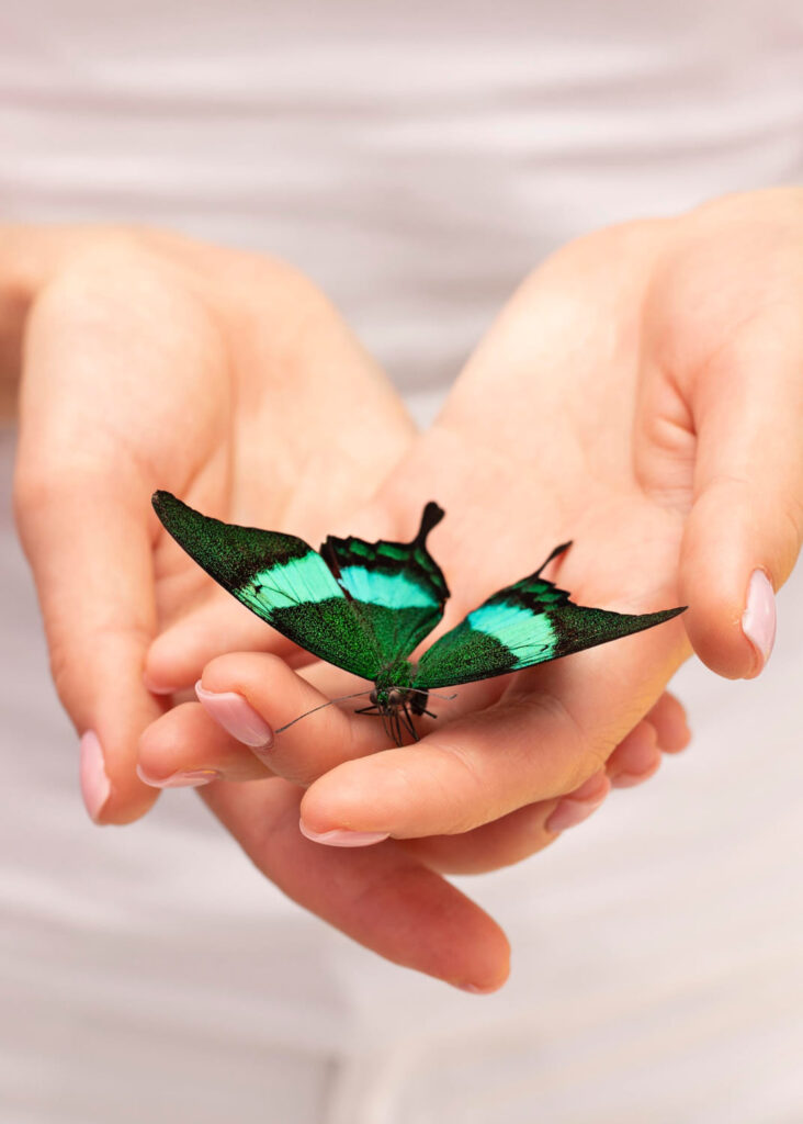 When A Butterfly Visits You: What Does It Mean? 7 Signs