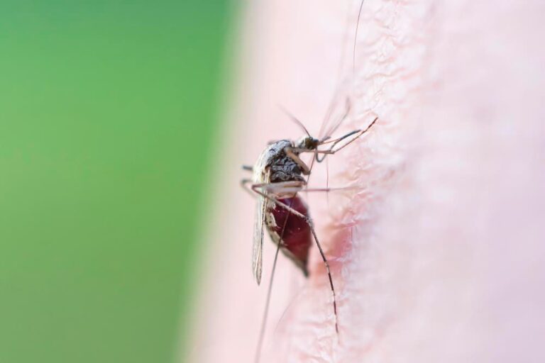 Mosquito Bite and Buzzing Spiritual Meaning: 7 Signs