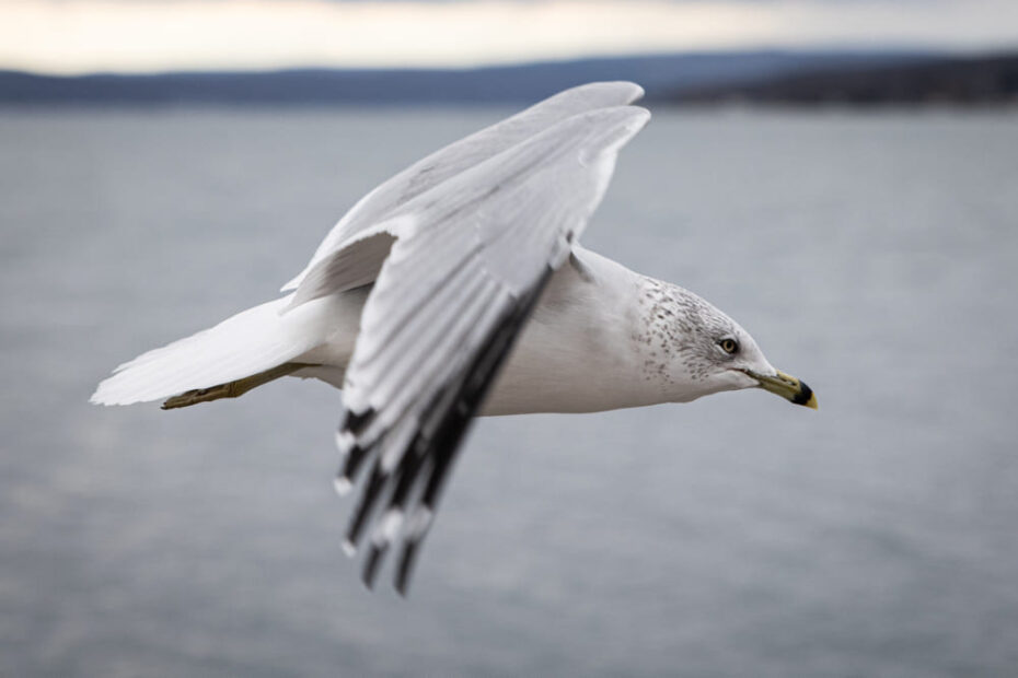 2, 3, 4, and 5 Seagull Spiritual Meaning: Is It a Good Sign?