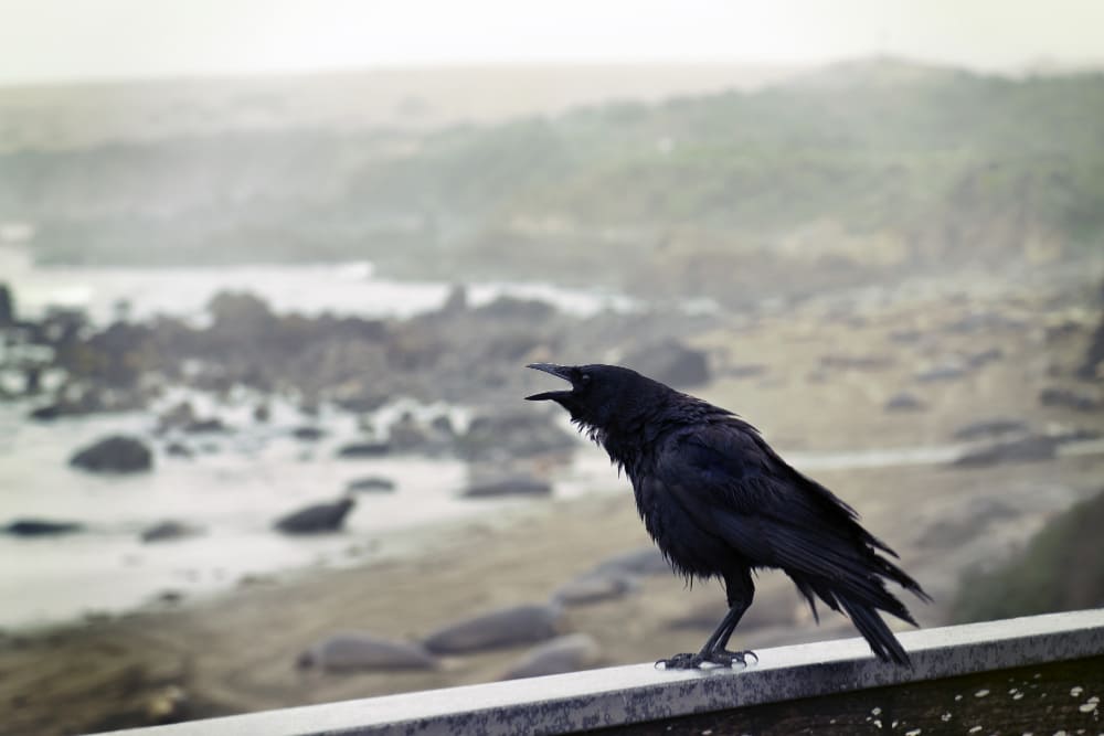 Crow Cawing Outside My Window Spiritual Meaning