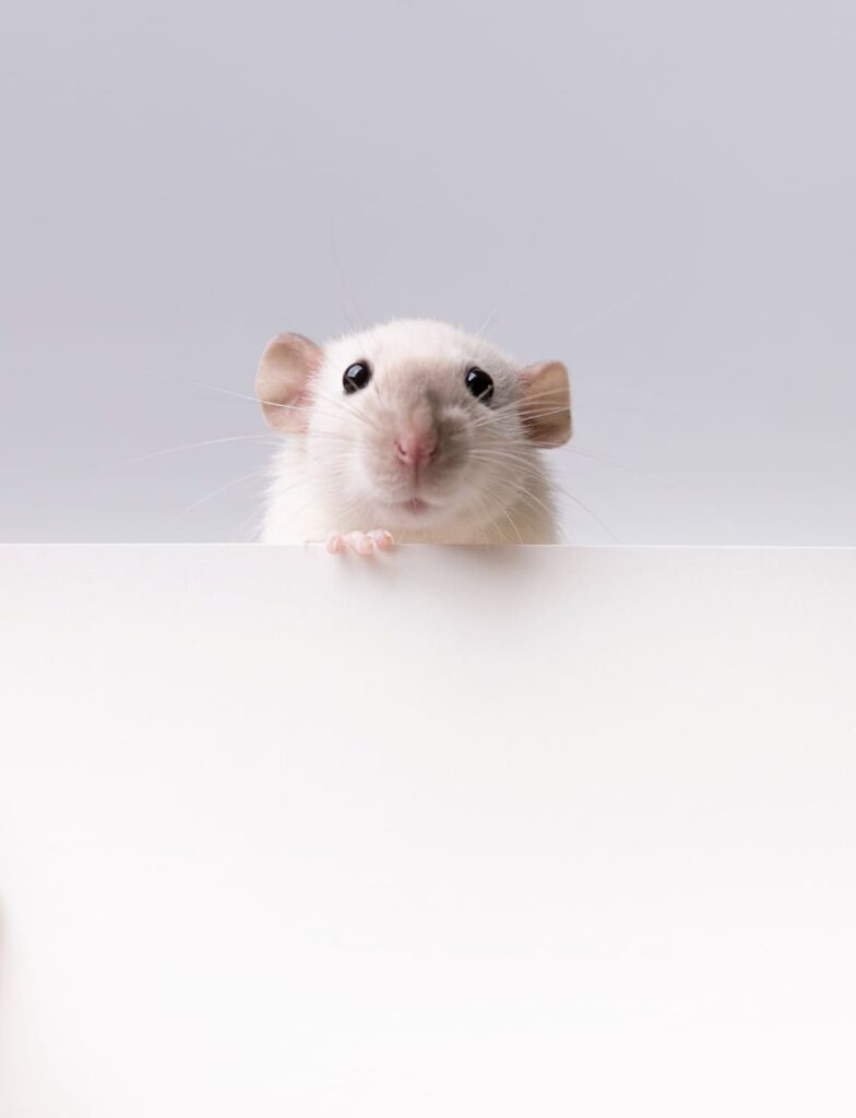Dead Mouse in House Spiritual Meaning: Is It Bad Luck?