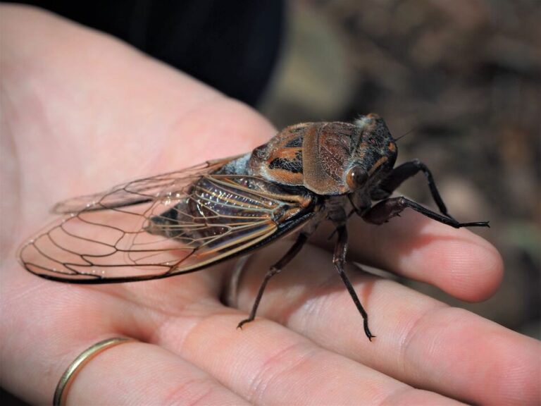 7 Cicada Spiritual Meaning: in House and Landing On You