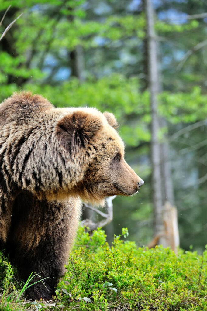 What Does a Bear Symbolize Spiritually? 8 Spiritual Meanings