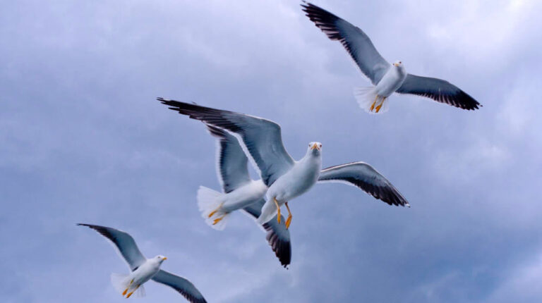 2, 3, 4, and 5 Seagull Spiritual Meaning: Is It a Good Sign?