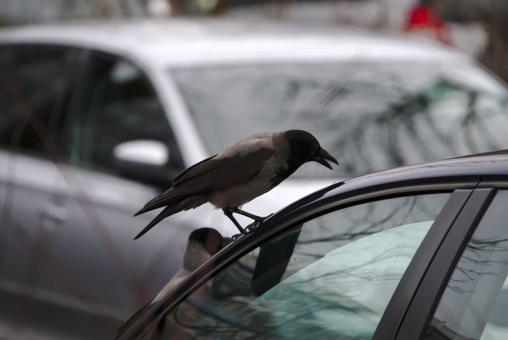 Crow Cawing Outside My Window Spiritual Meaning