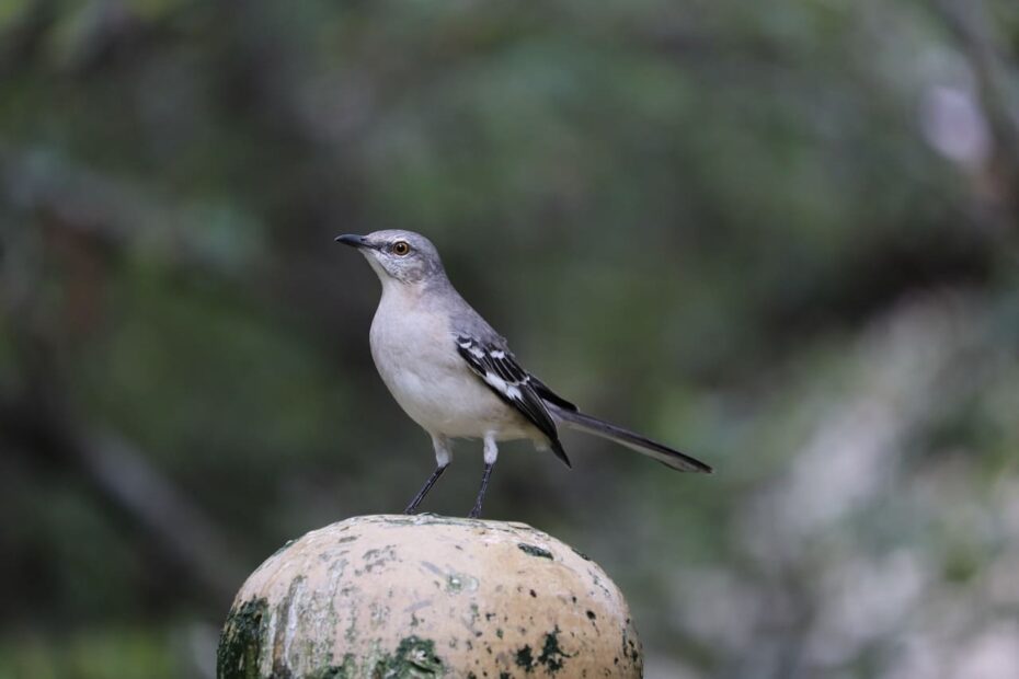 Mockingbird Singing at Night Spiritual Meaning: 7 Signs