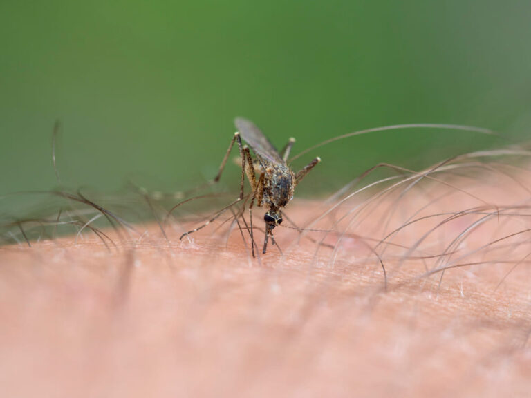 Mosquito Bite and Buzzing Spiritual Meaning: 7 Signs