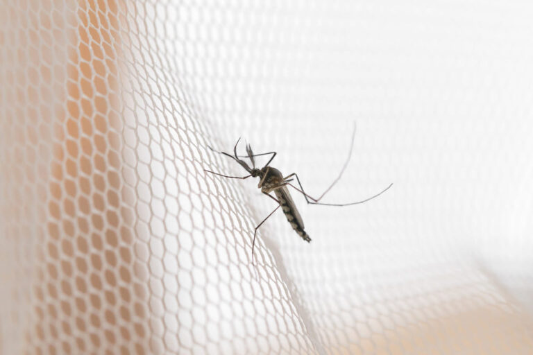 Mosquito Bite and Buzzing Spiritual Meaning: 7 Signs