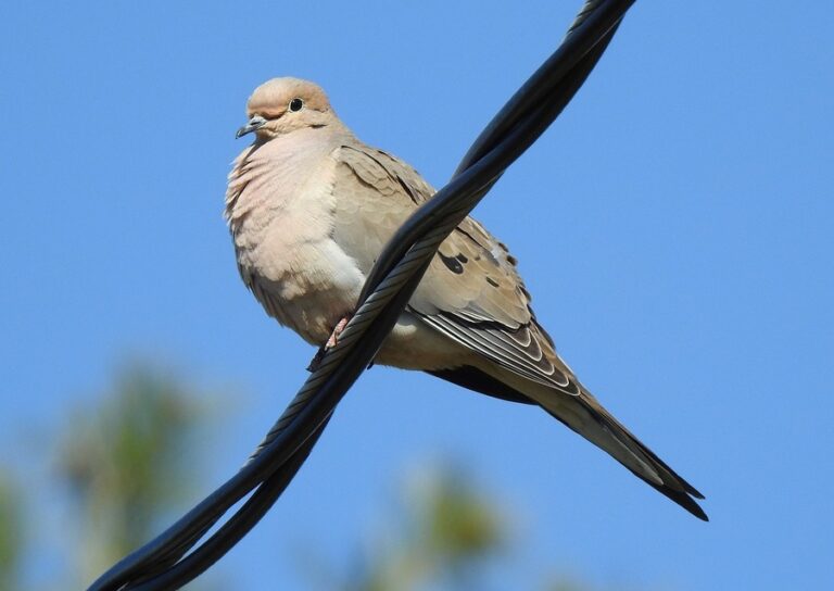 Mourning Dove Spiritual Meaning: Are They Good Luck?