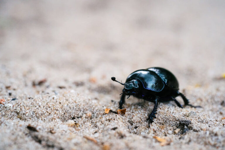 June Beetle Spiritual Meaning: Is It Good Luck?