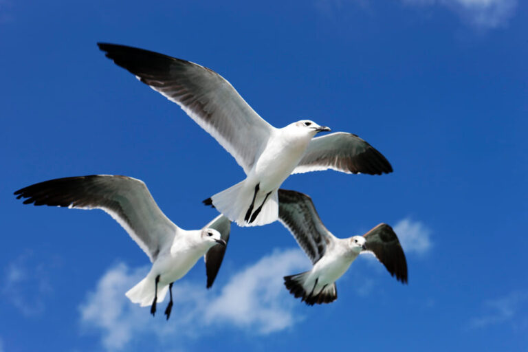 2, 3, 4, and 5 Seagull Spiritual Meaning: Is It a Good Sign?