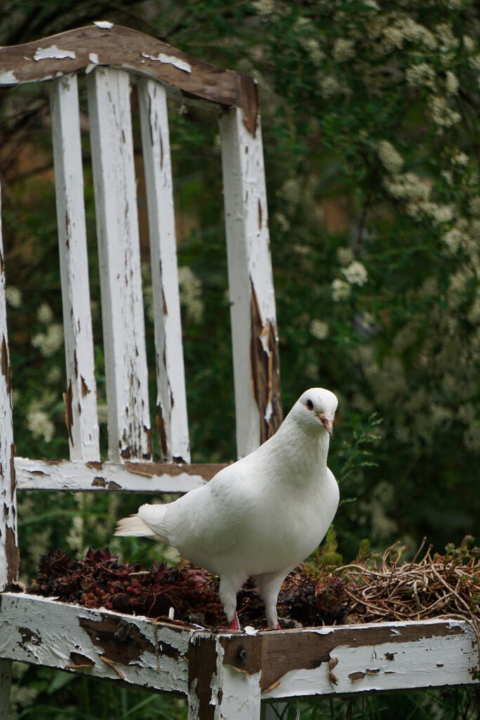Why Are Doves Hanging Around My House? 7 Spiritual Meanings