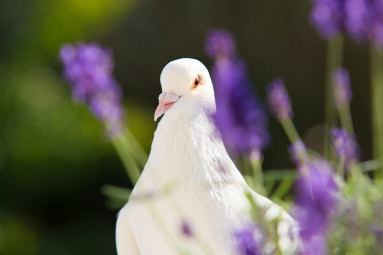 Why Are Doves Hanging Around My House? 7 Spiritual Meanings