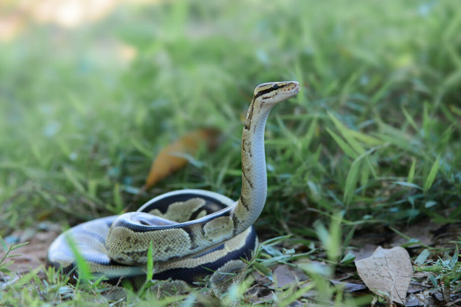 Spiritual Meaning Of A Snake At Your Front Door: Is It Good Luck?