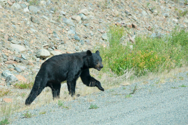 9 Spiritual Meaning Of Seeing A Black Bear In Your Path