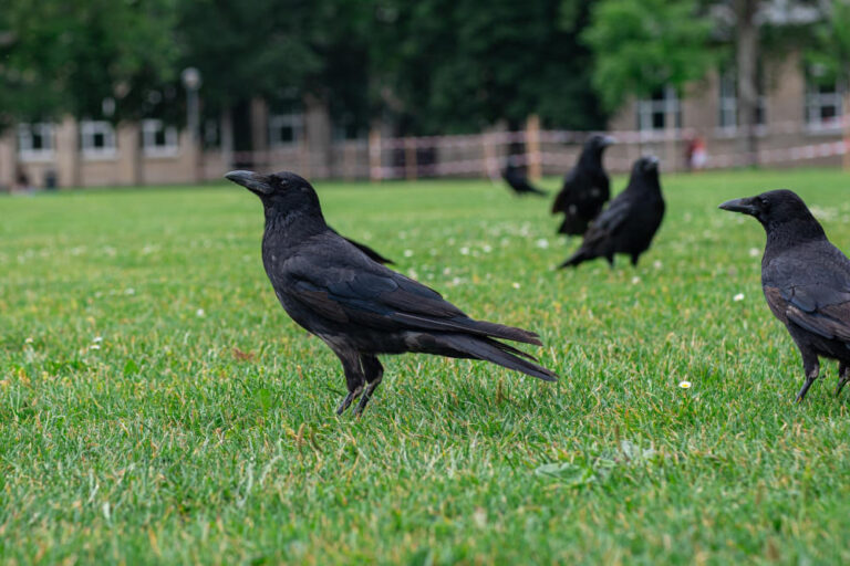 Flock of Crows Meaning: 2, 3, 4, 5 Crows Spiritual Meaning