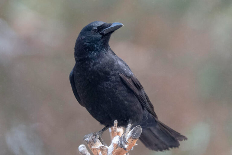 Dead Crow Meaning: 9 Spiritual Messages and Symbolism