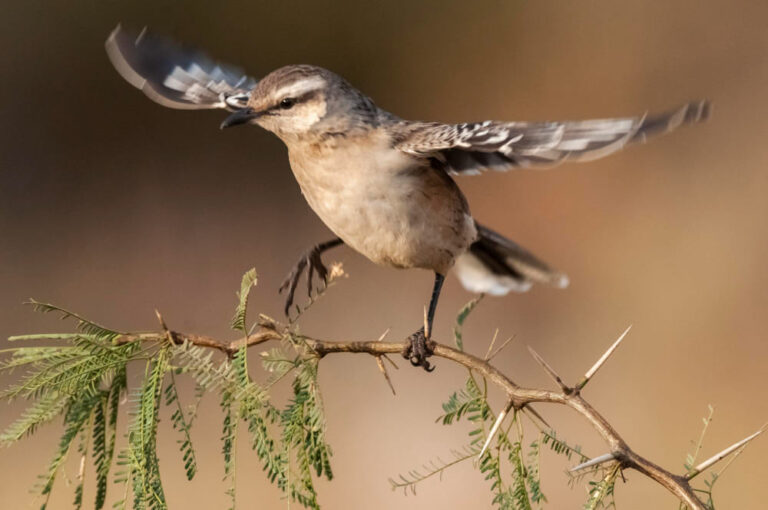 What Does a Mockingbird Symbolize? 9 Spiritual Meaning