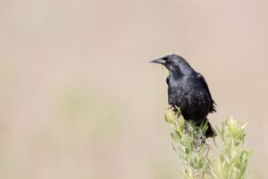 Dead Crow Meaning: 9 Spiritual Messages and Symbolism
