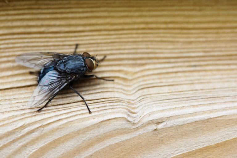 9 Spiritual Meaning of Flies Around You: Is It Bad Luck?