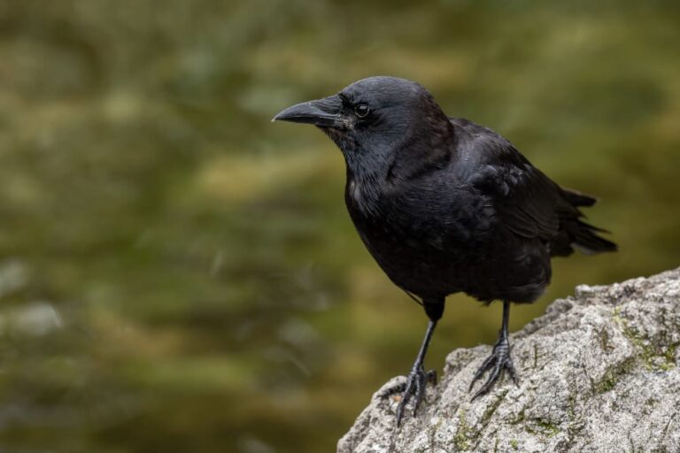 Dead Crow Meaning: 9 Spiritual Messages and Symbolism