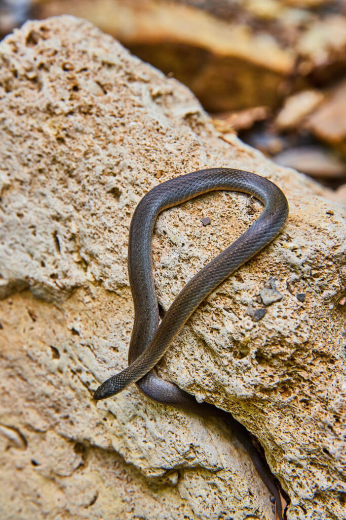 Spiritual Meaning Of A Snake At Your Front Door: Is It Good Luck?