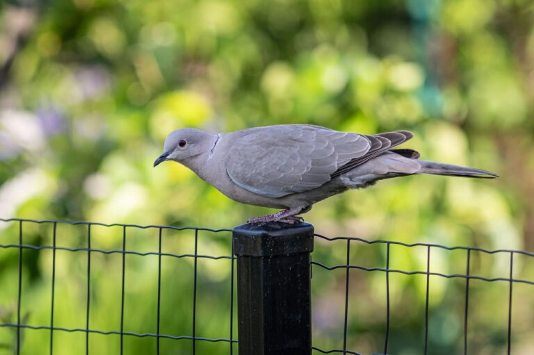 What Does It Mean When A Gray Dove Visits You? 9 Meanings