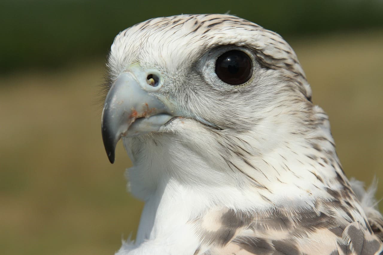 Seeing a White Hawk Spiritual Meaning: 9 Signs for You